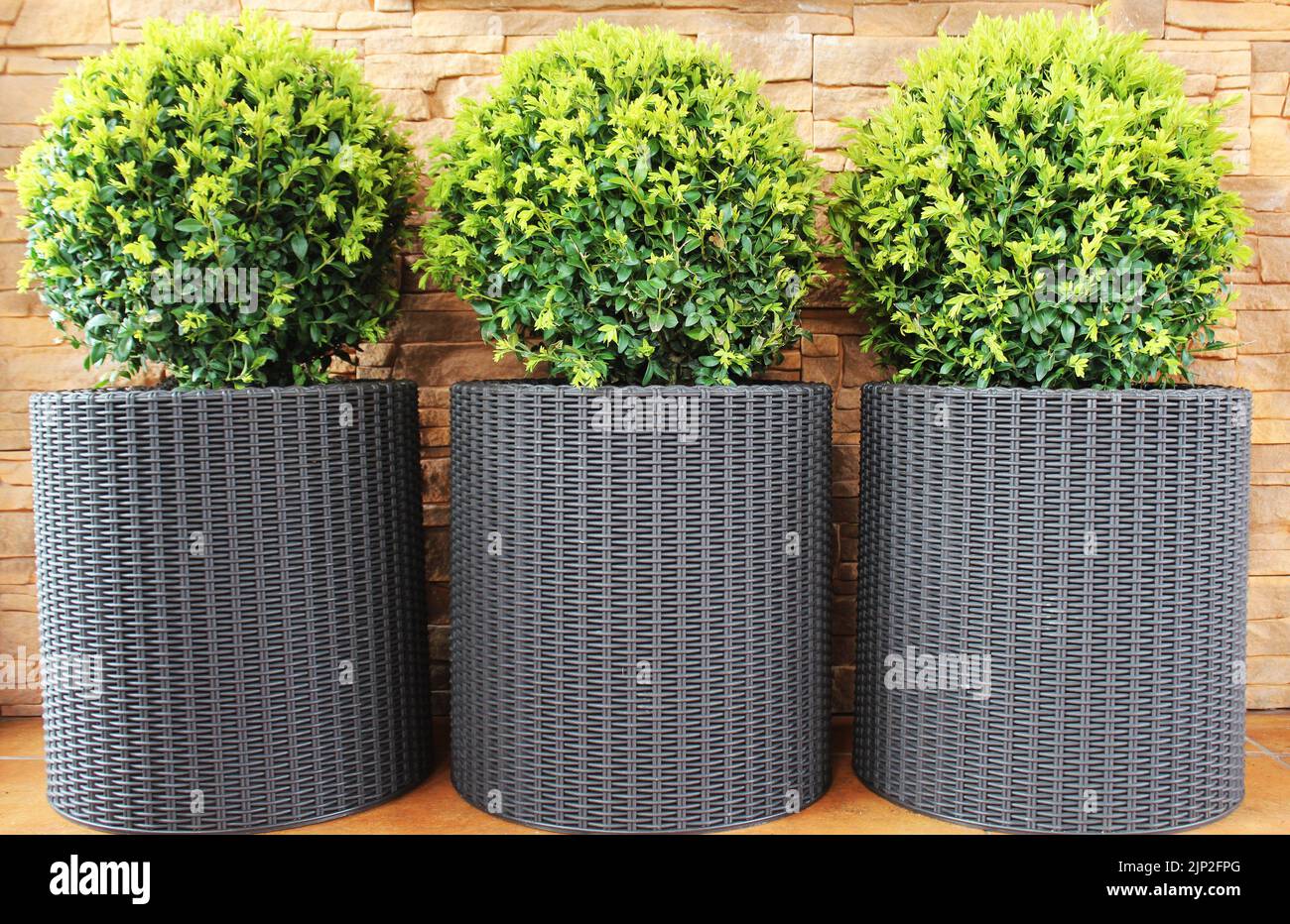 Boxwoods hi-res stock photography and images - Alamy