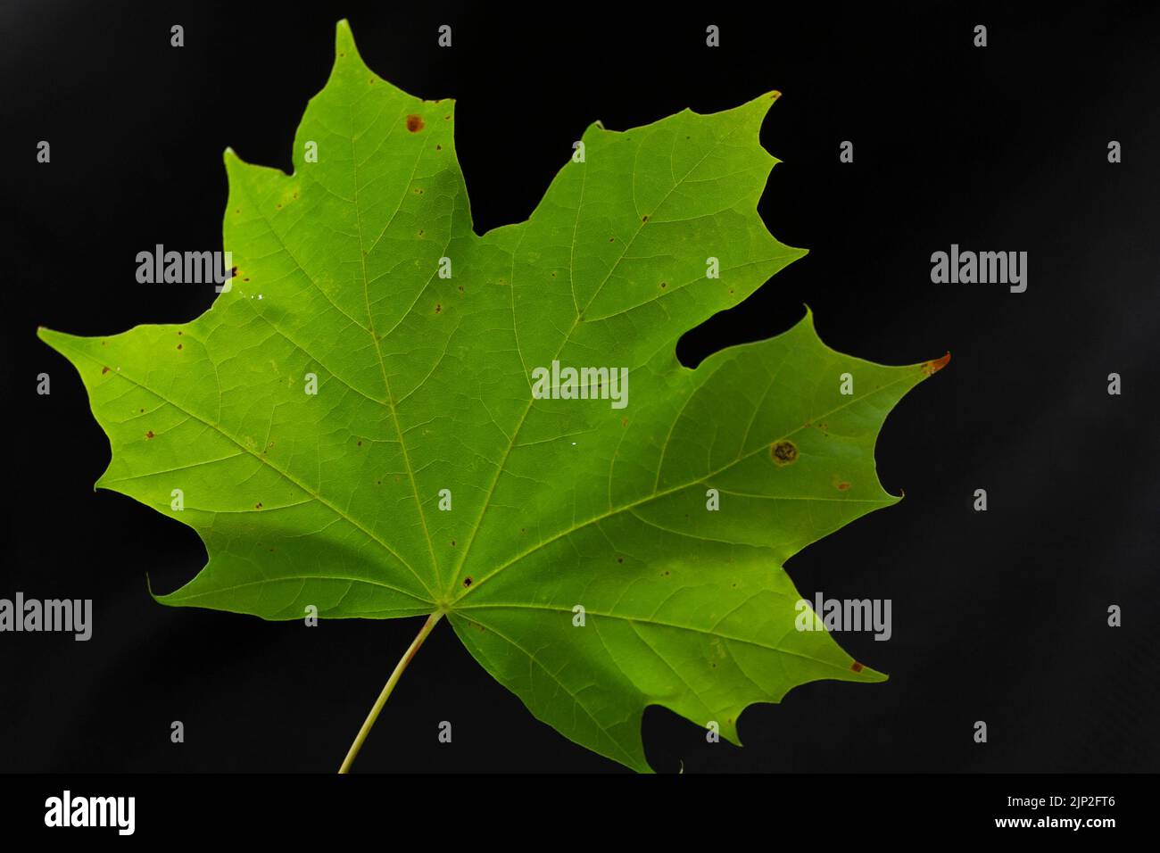 Feuille paripennee hi-res stock photography and images - Alamy