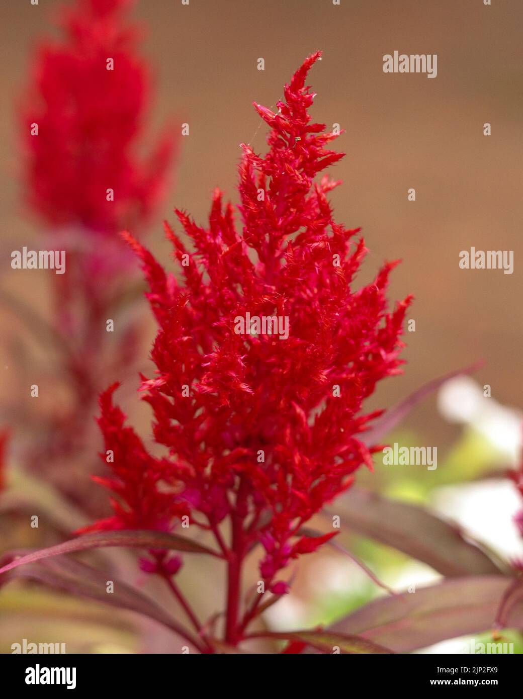 A vertical shot of a red cockscomb plant Stock Photo - Alamy