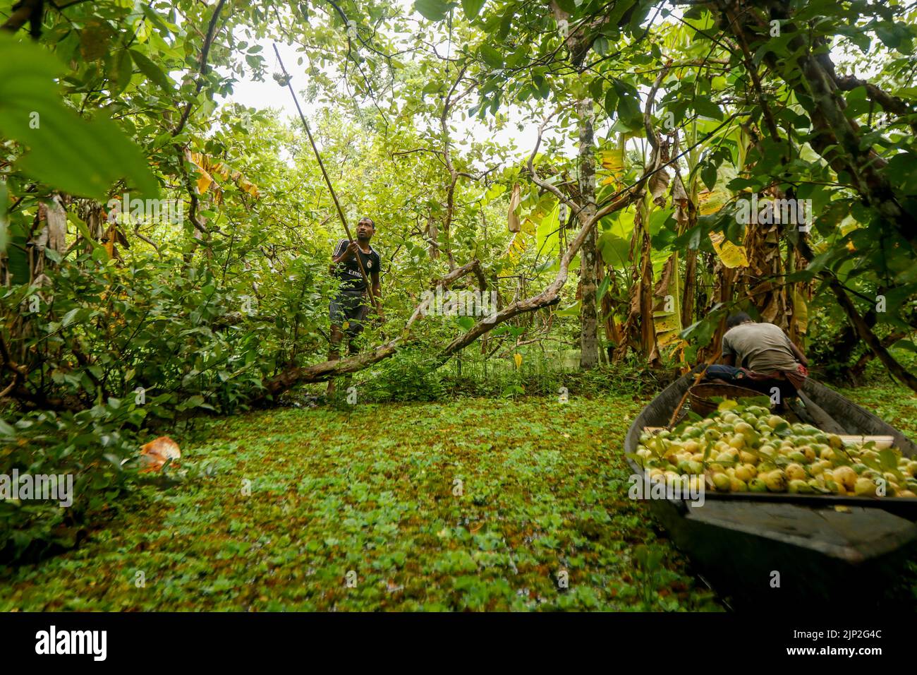 Dhaka, Dhaka, Bangladesh. 15th Aug, 2022. A guava farmer is collecting Guava from his garden to ...