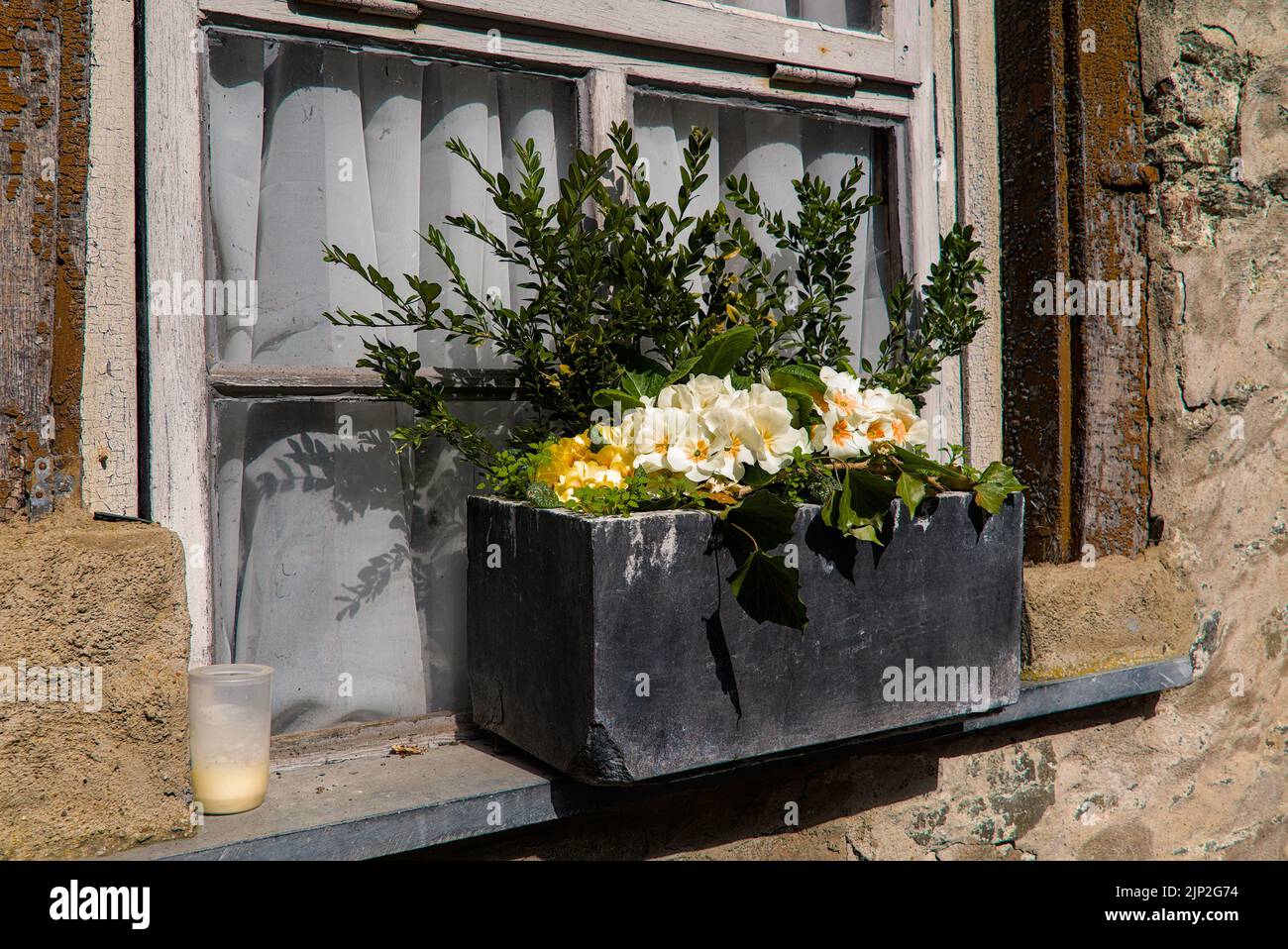 A flower in a box on a window sill Stock Photo - Alamy