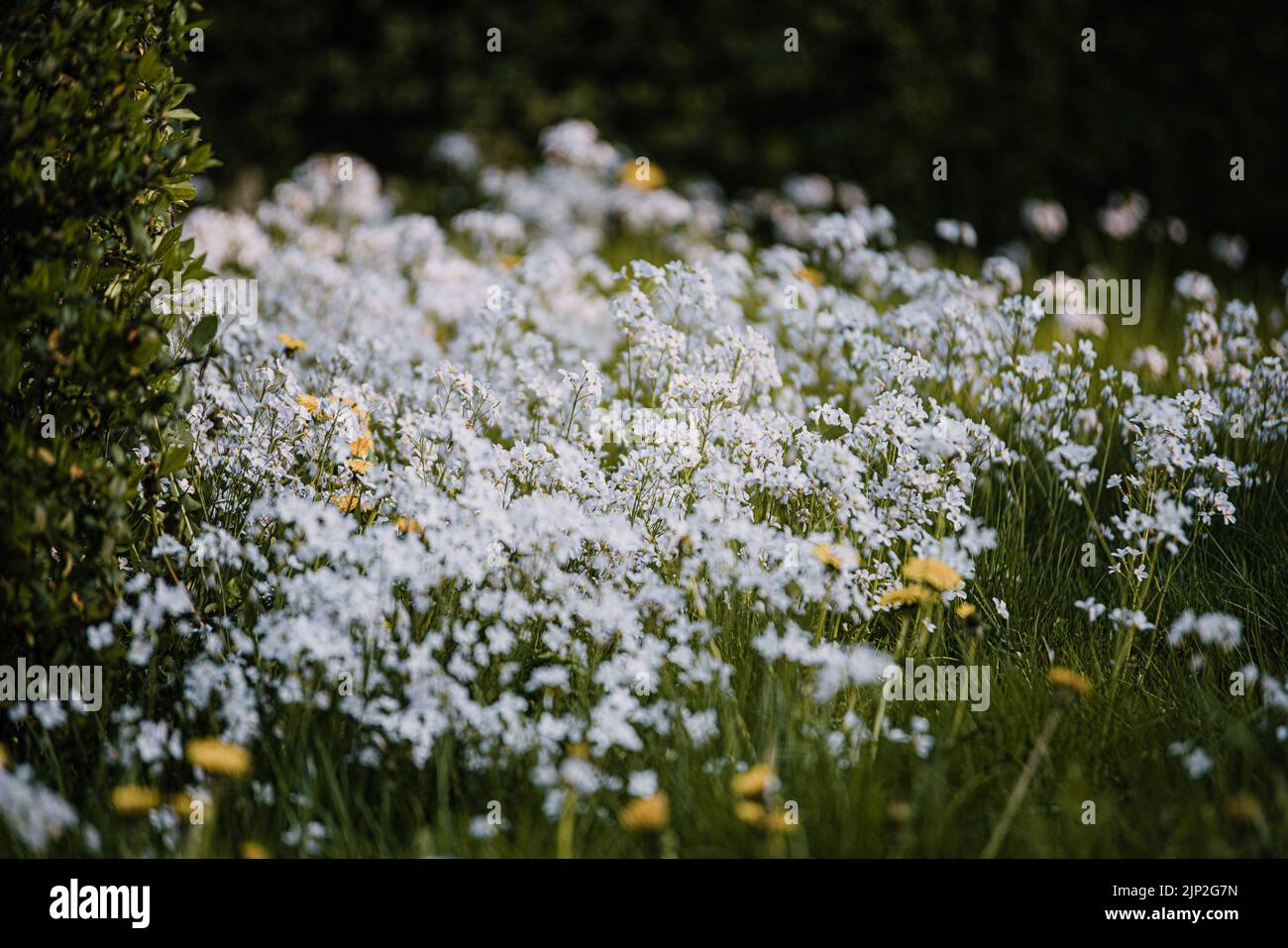 A field of gypsophila paniculata baby breath flowers - perfect for ...