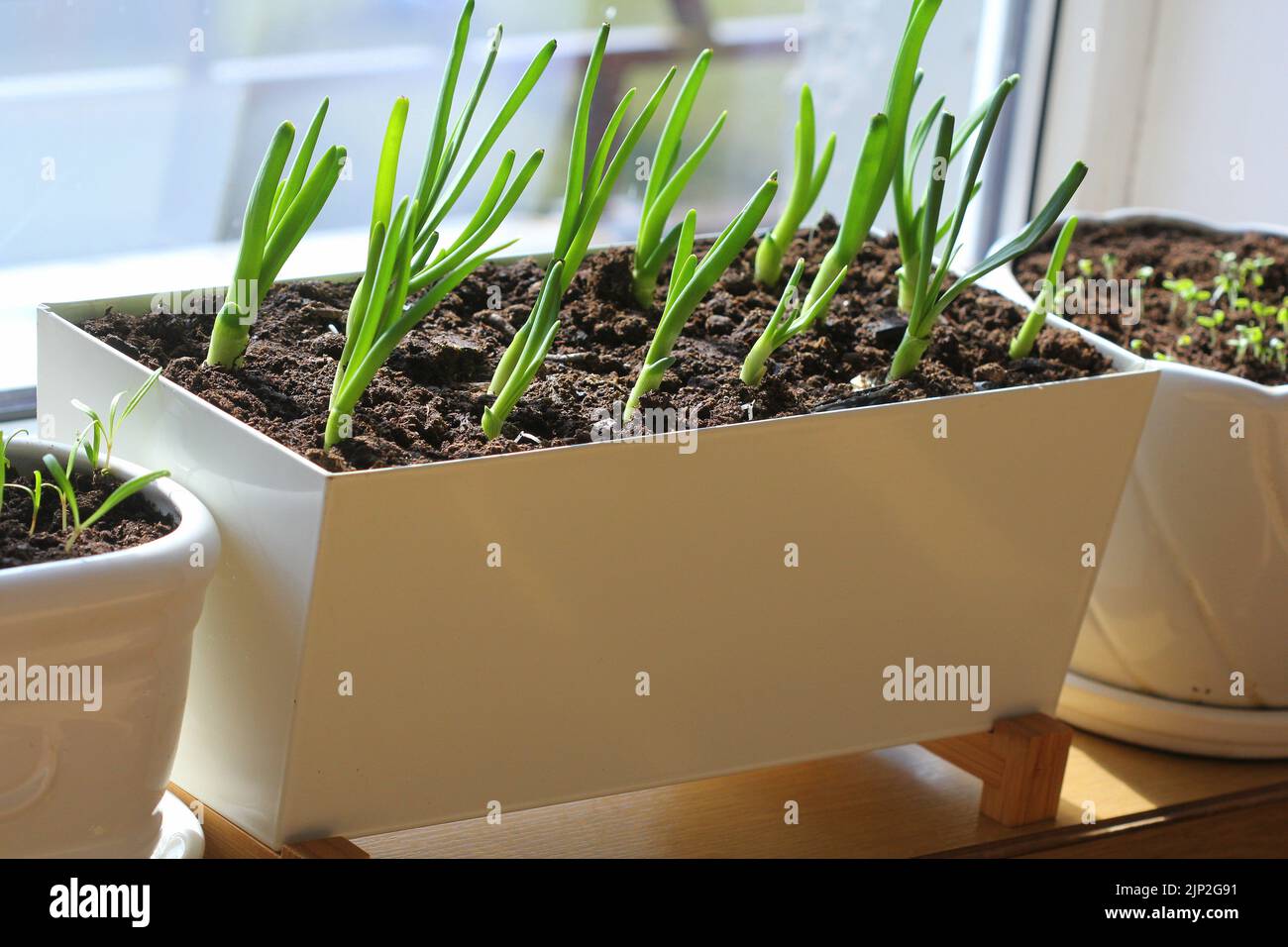window sill, seedling, window sills, sapling, seedlings Stock Photo - Alamy
