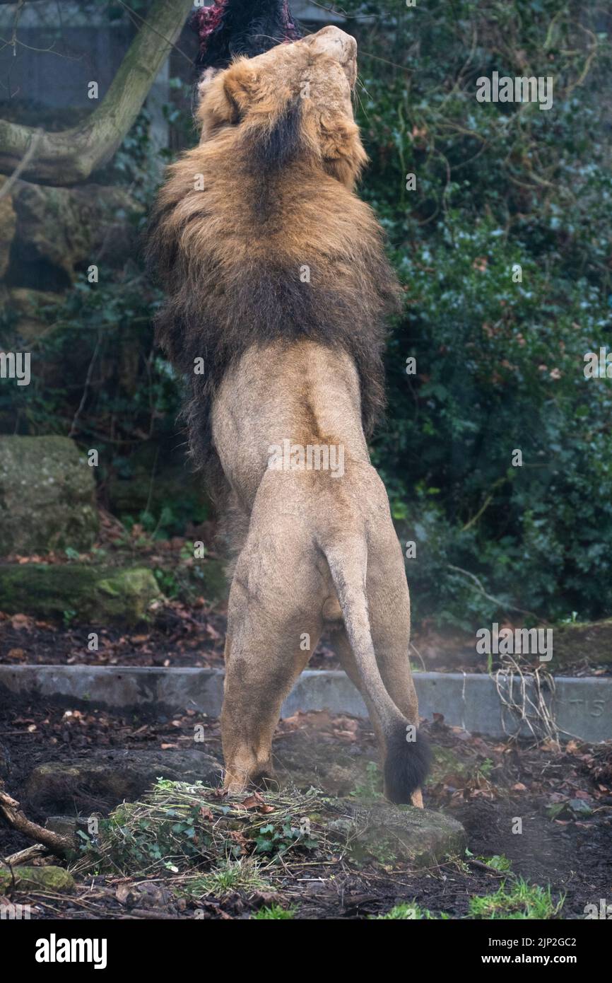 Can Lions Stand On Their Hind Legs