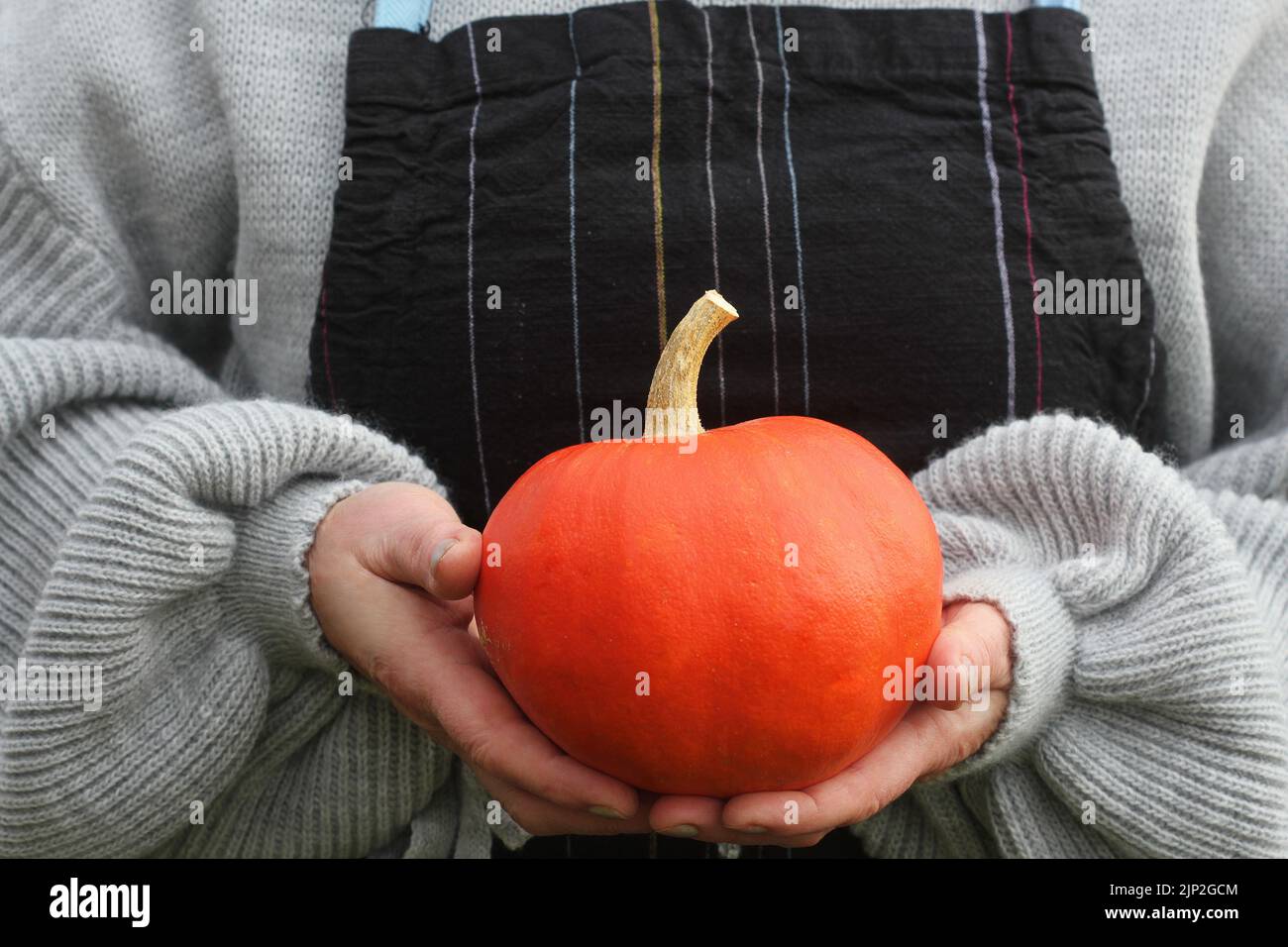 squash, vegetables, squashs, vegetable Stock Photo - Alamy