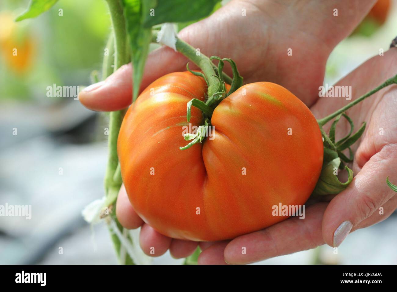 tomato, tomatoe, tomatoes, tomatos Stock Photo - Alamy