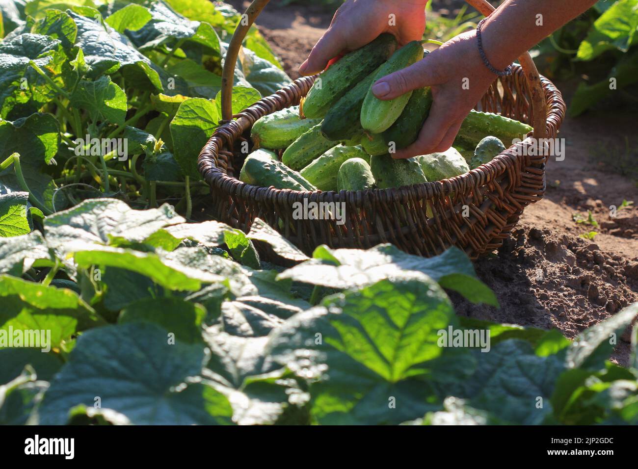cucumbers, harvesting, cucumber, havester Stock Photo - Alamy
