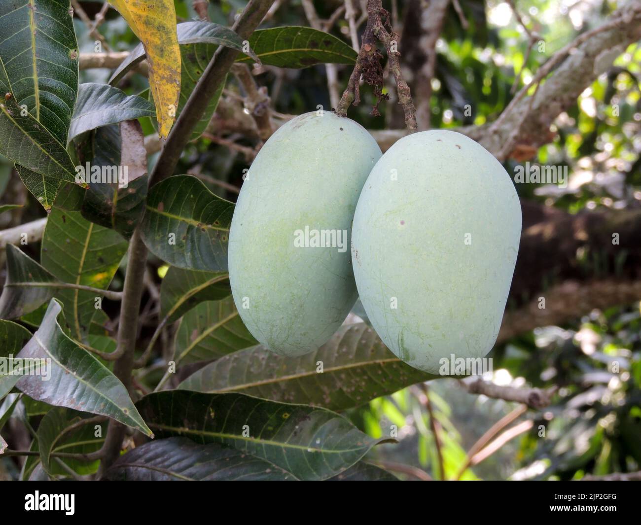 A closeup of twin green mangoes growing in a sunny forest, surrounded ...