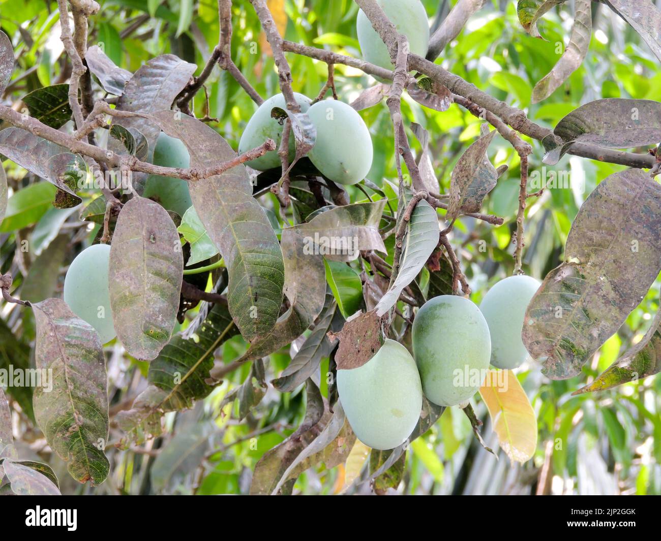 A sunny forest with green mangoes growing on thin branches surrounded ...
