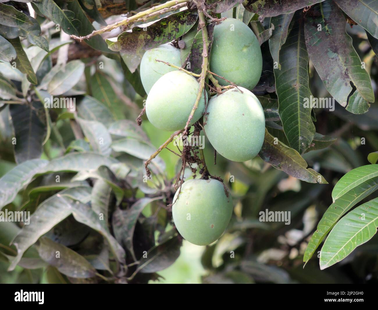 A closeup of a group of wild green mangoes growing on a thin branch ...