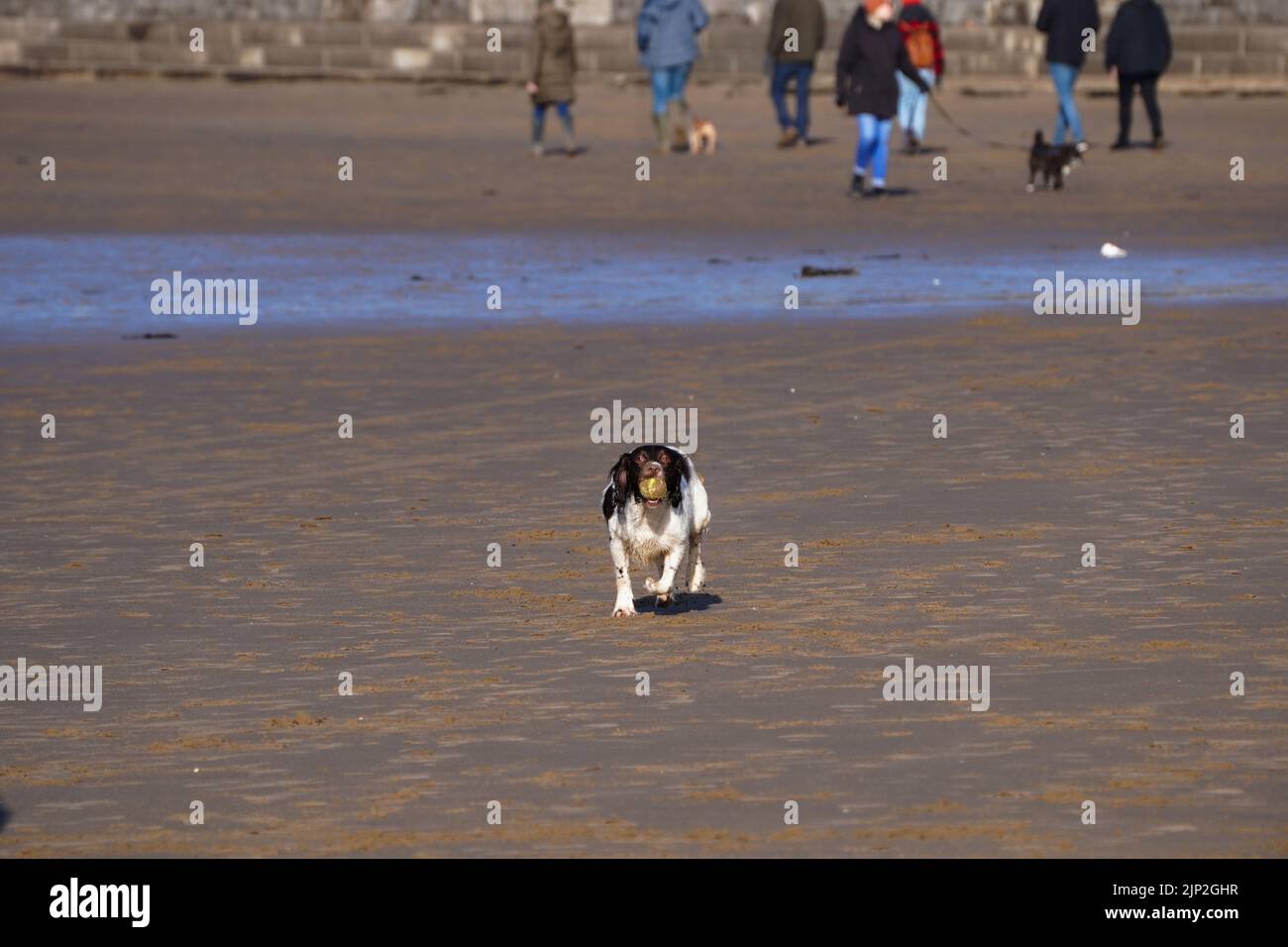 A cute English Springer Spaniel eagerly running back to its owner with ...
