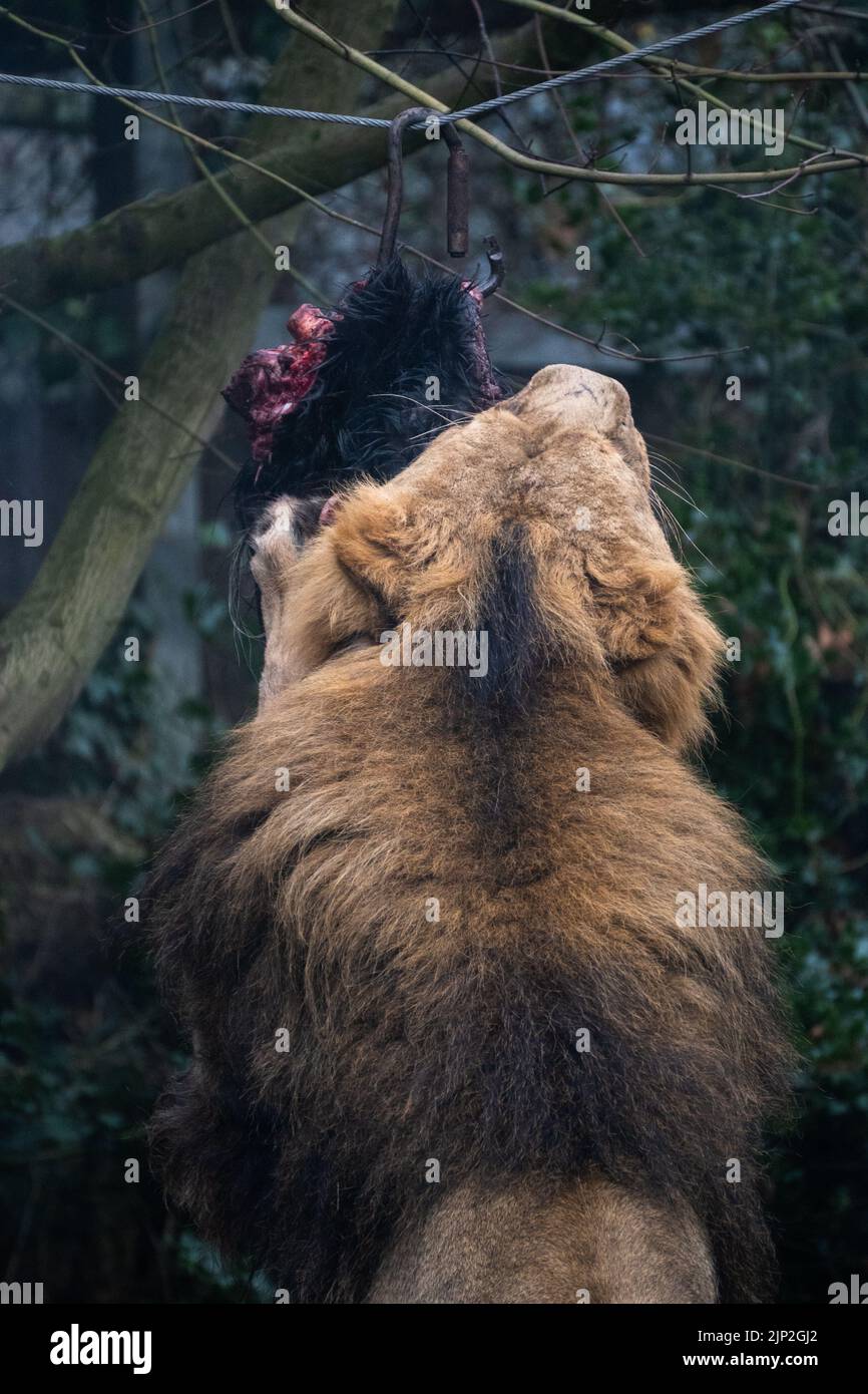 A beautiful young lion with a fluffy mane eagerly devouring a large ...