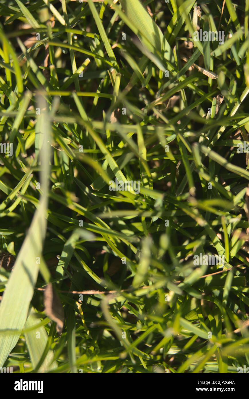 Vertical nature wallpaper hi-res stock photography and images - Alamy