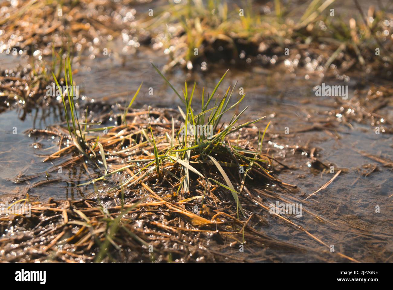 Watery environment hi-res stock photography and images - Alamy