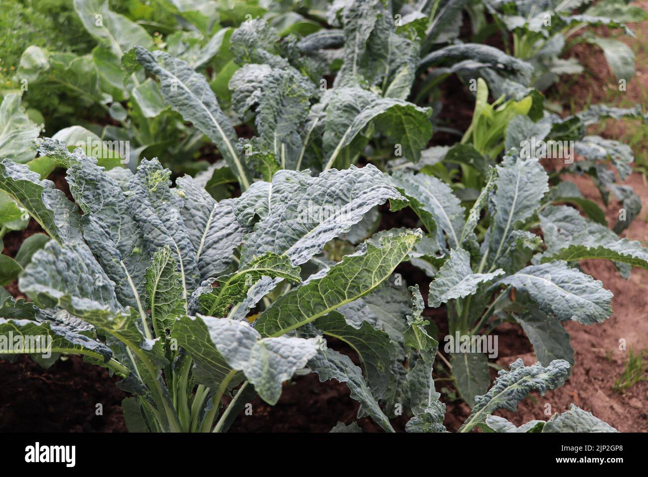 Wild mustard plants hi-res stock photography and images - Alamy