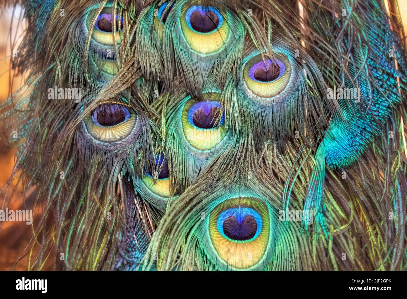 Peacock shaped hi-res stock photography and images - Alamy