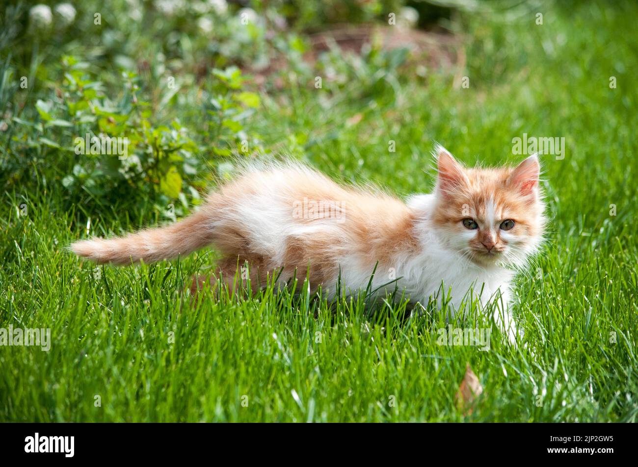 Orange and white small cat walking in the grass Stock Photo - Alamy