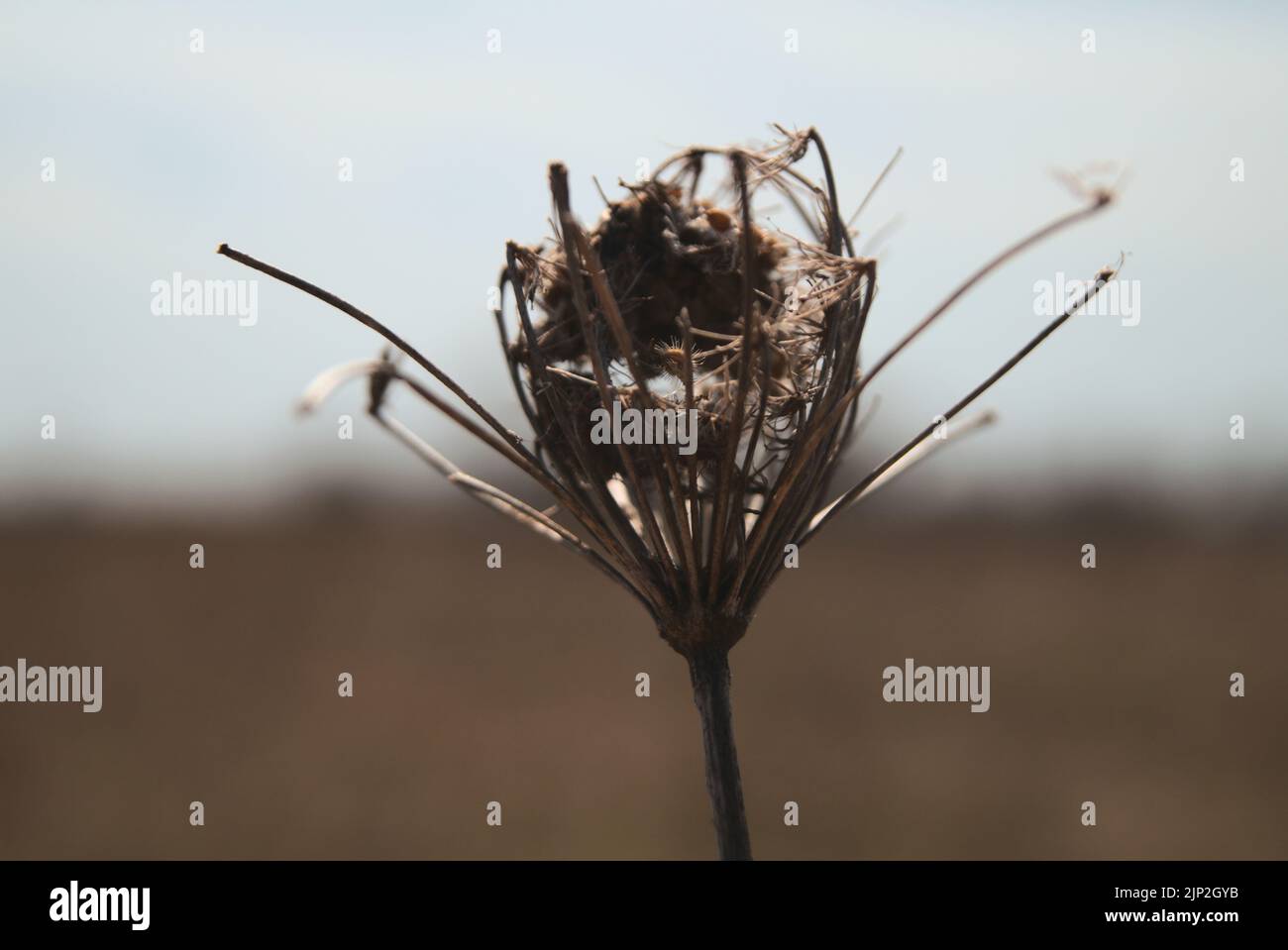Dead flower background hi-res stock photography and images - Alamy