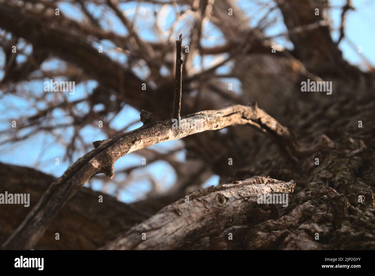 Leafless environment hi-res stock photography and images - Alamy