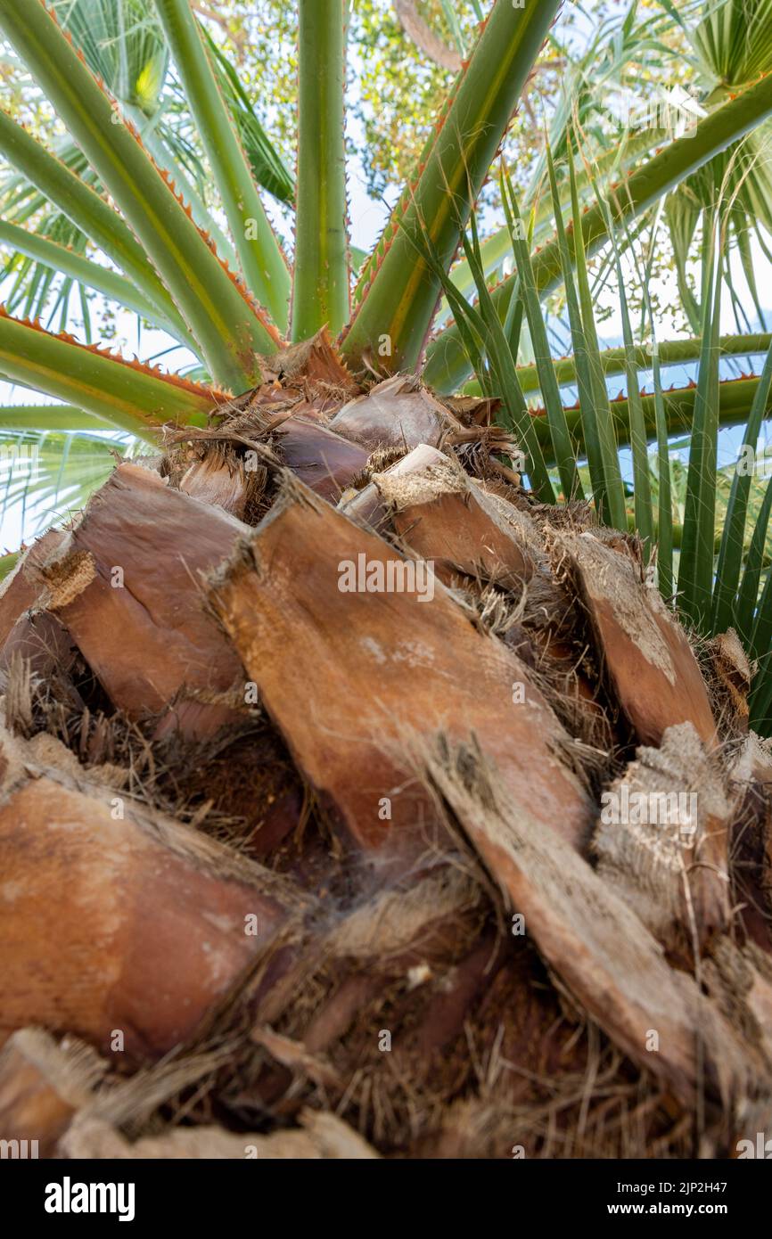 Palm tree shot from the bottom up with focus on the leaves Stock Photo ...