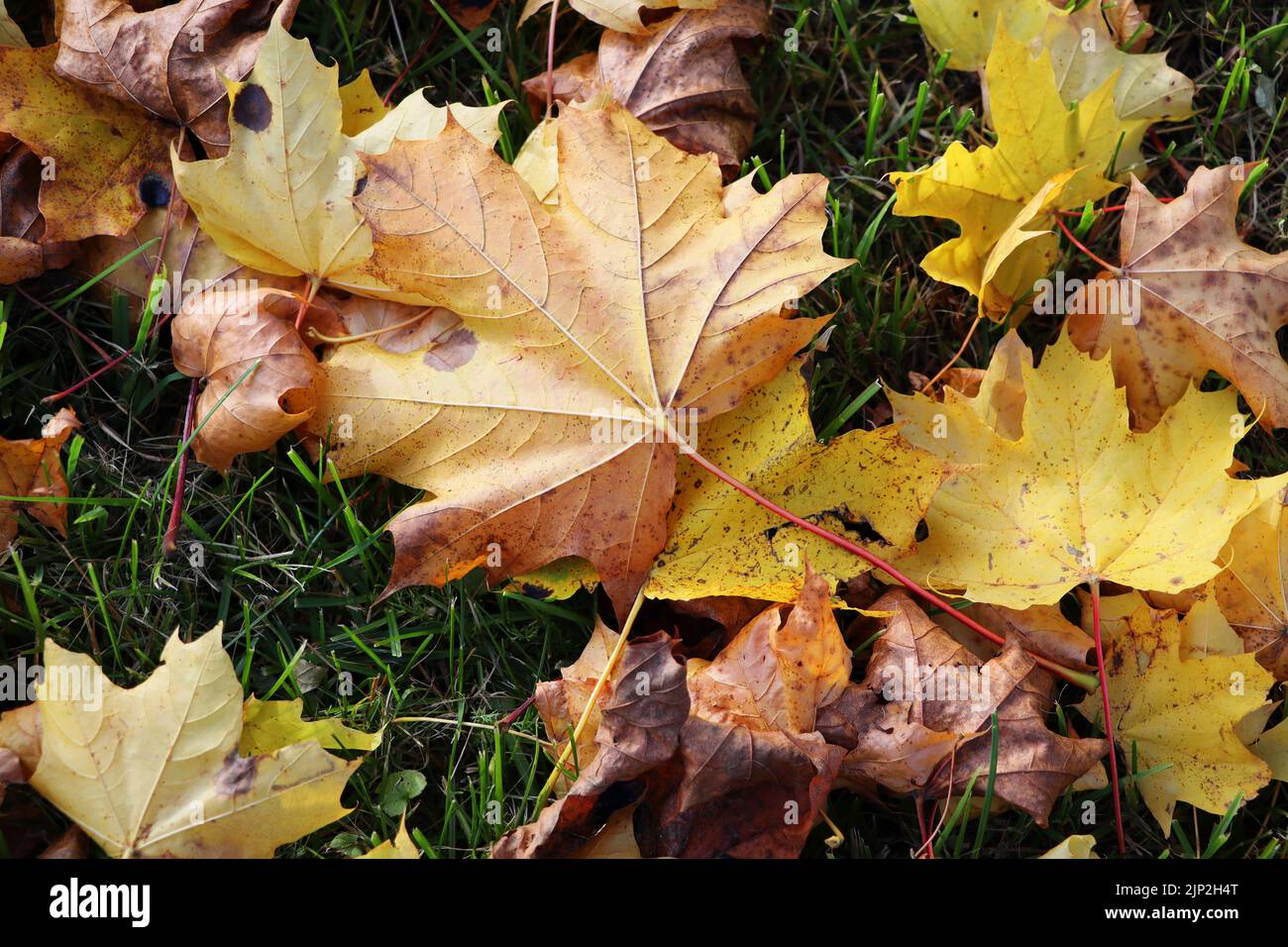 autumn leaves, autumn leaf, leaf, eaf, fall, leaves Stock Photo - Alamy
