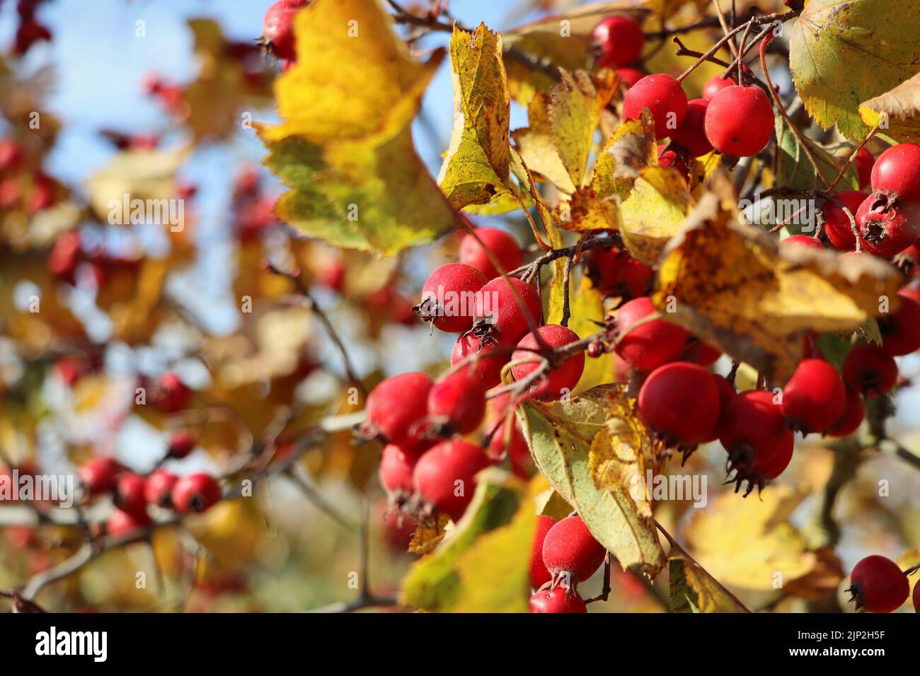 fruit, hawthorn, crataegus, fruits, hawthorns Stock Photo - Alamy