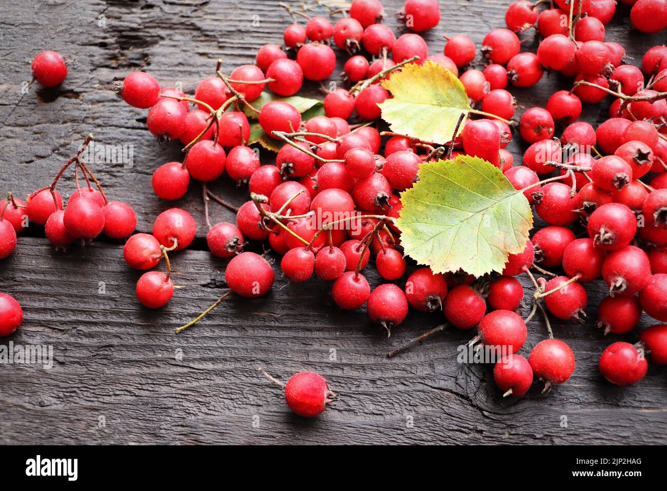 fruit, hawthorn, crataegus, fruits, hawthorns Stock Photo - Alamy