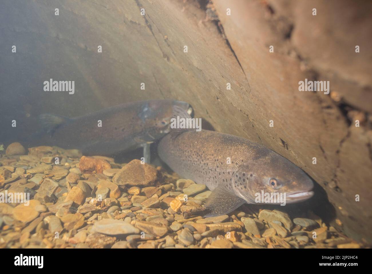 Two sea trout or sewin takes refuge on a deep pool in the River Cothi ...