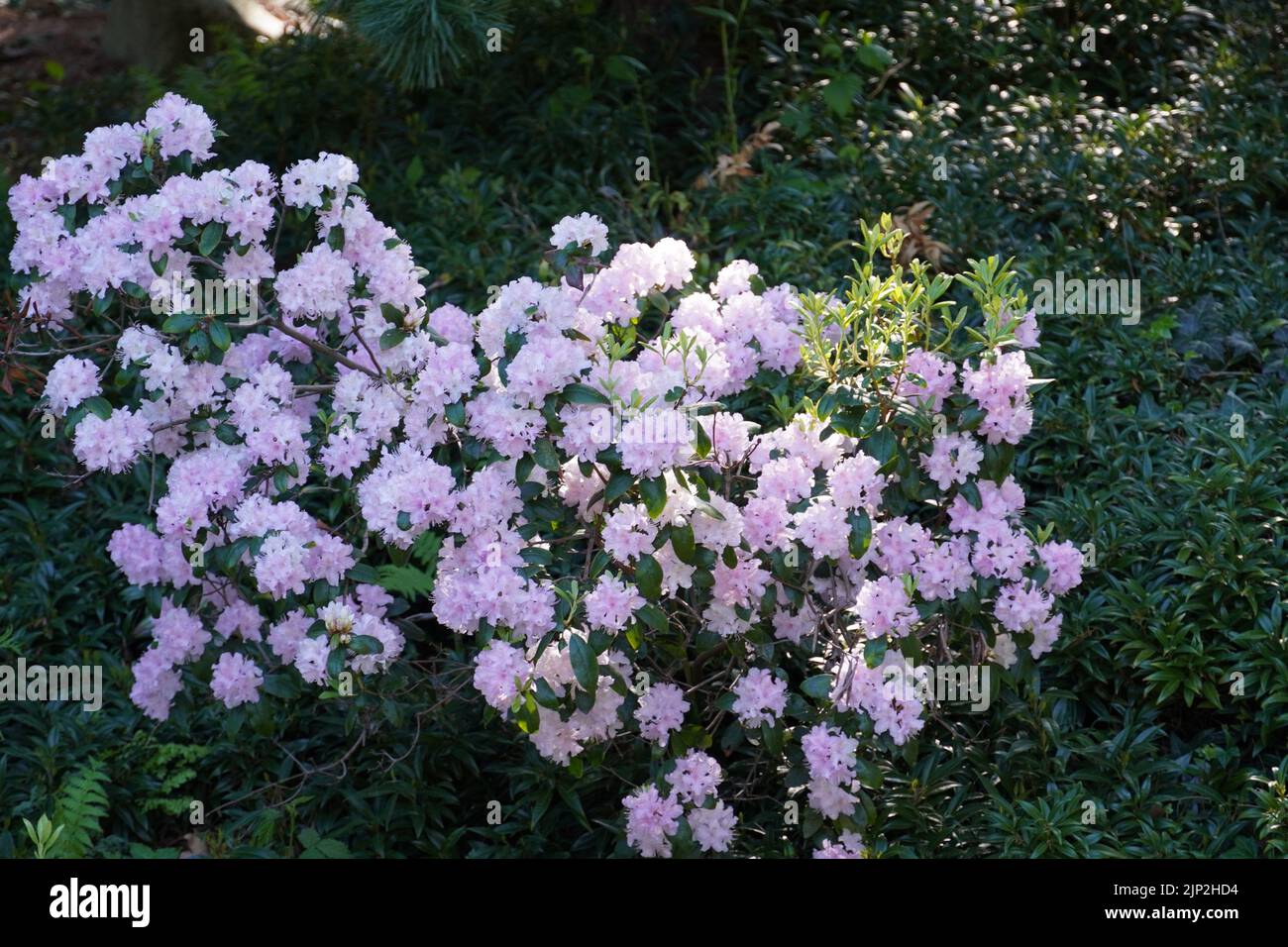Rhododendron subg hymenanthes hi-res stock photography and images - Alamy