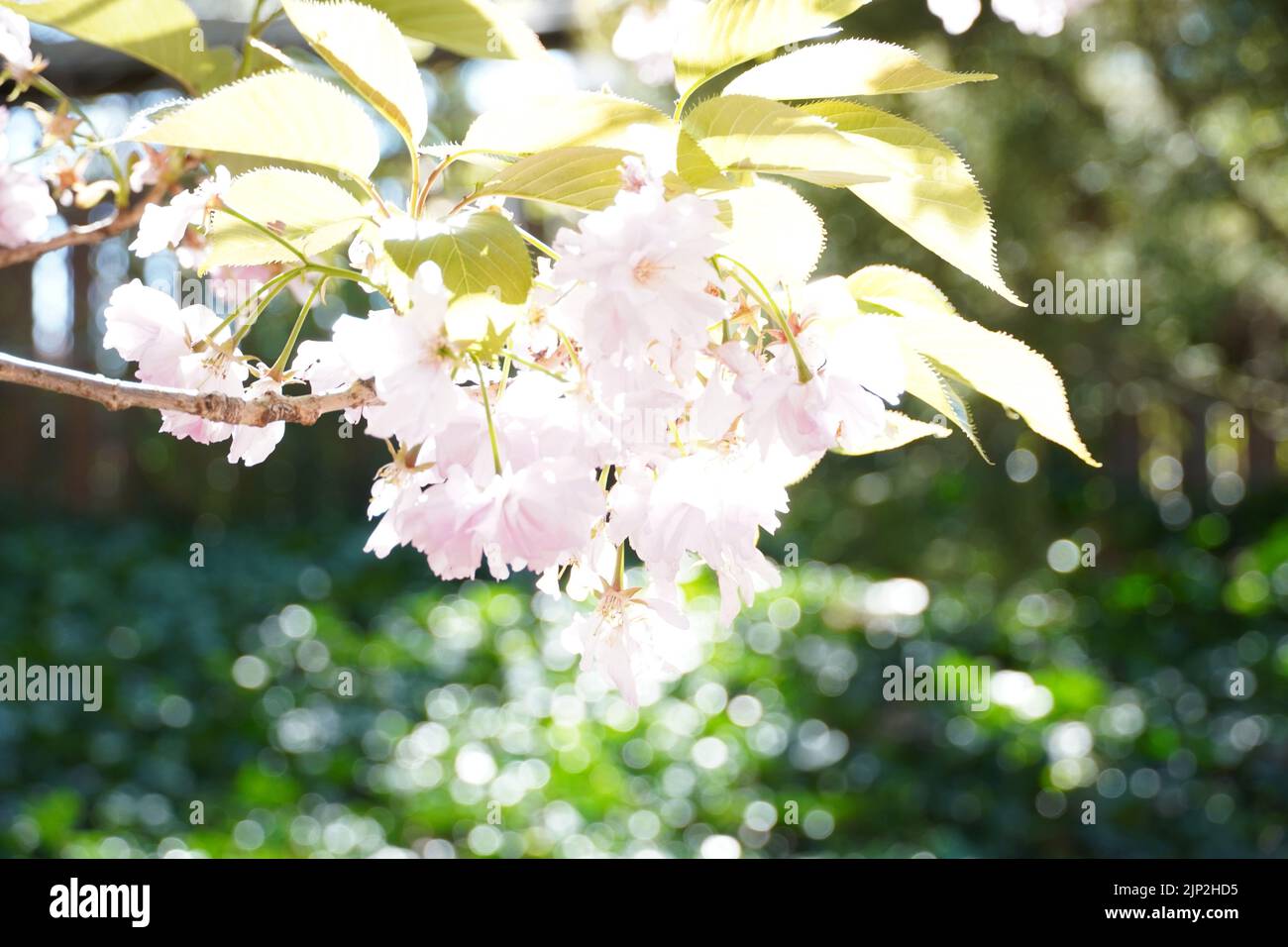 Rhododendron subg hymenanthes hi-res stock photography and images - Alamy