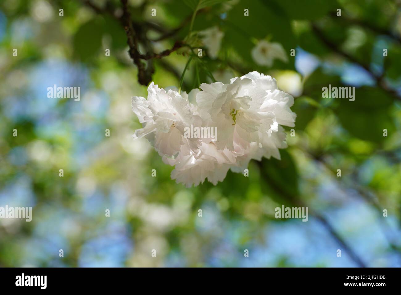 A Closeup of Rhododendron subg. Hymenanthes plant with white flowers ...