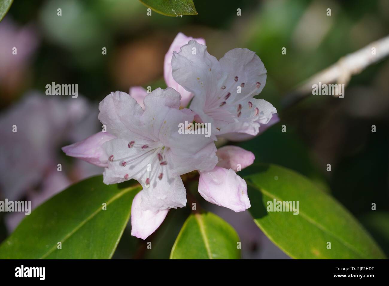 A Closeup of Rhododendron subg. Hymenanthes plant with white flowers ...