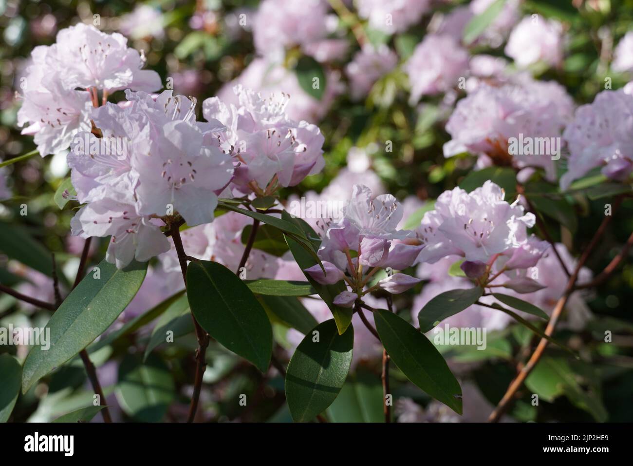 A Closeup of Rhododendron subg. Hymenanthes plant with white flowers ...
