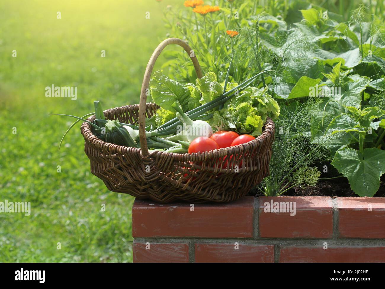 garden, harvest, vegetable harvest, gardens, harvests, vegetable ...