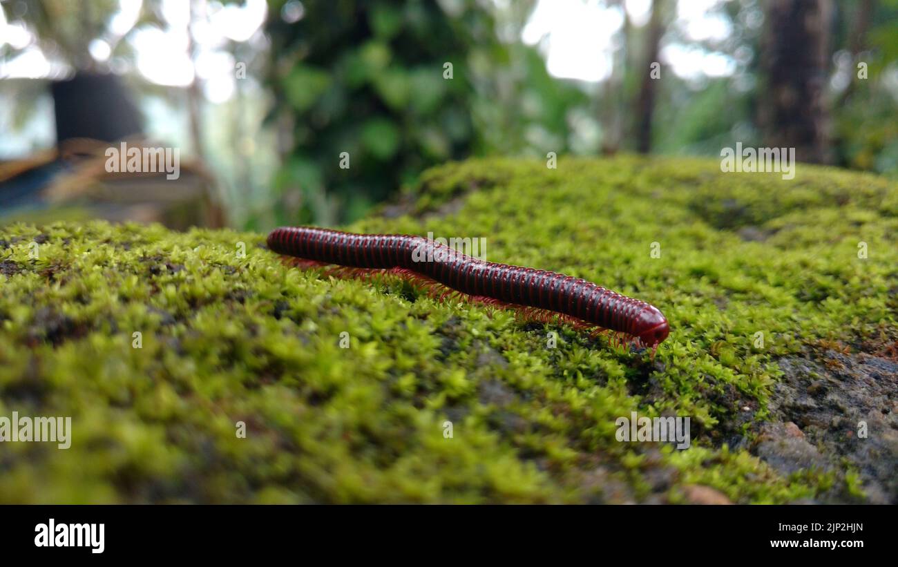 Millipedes life hi-res stock photography and images - Alamy