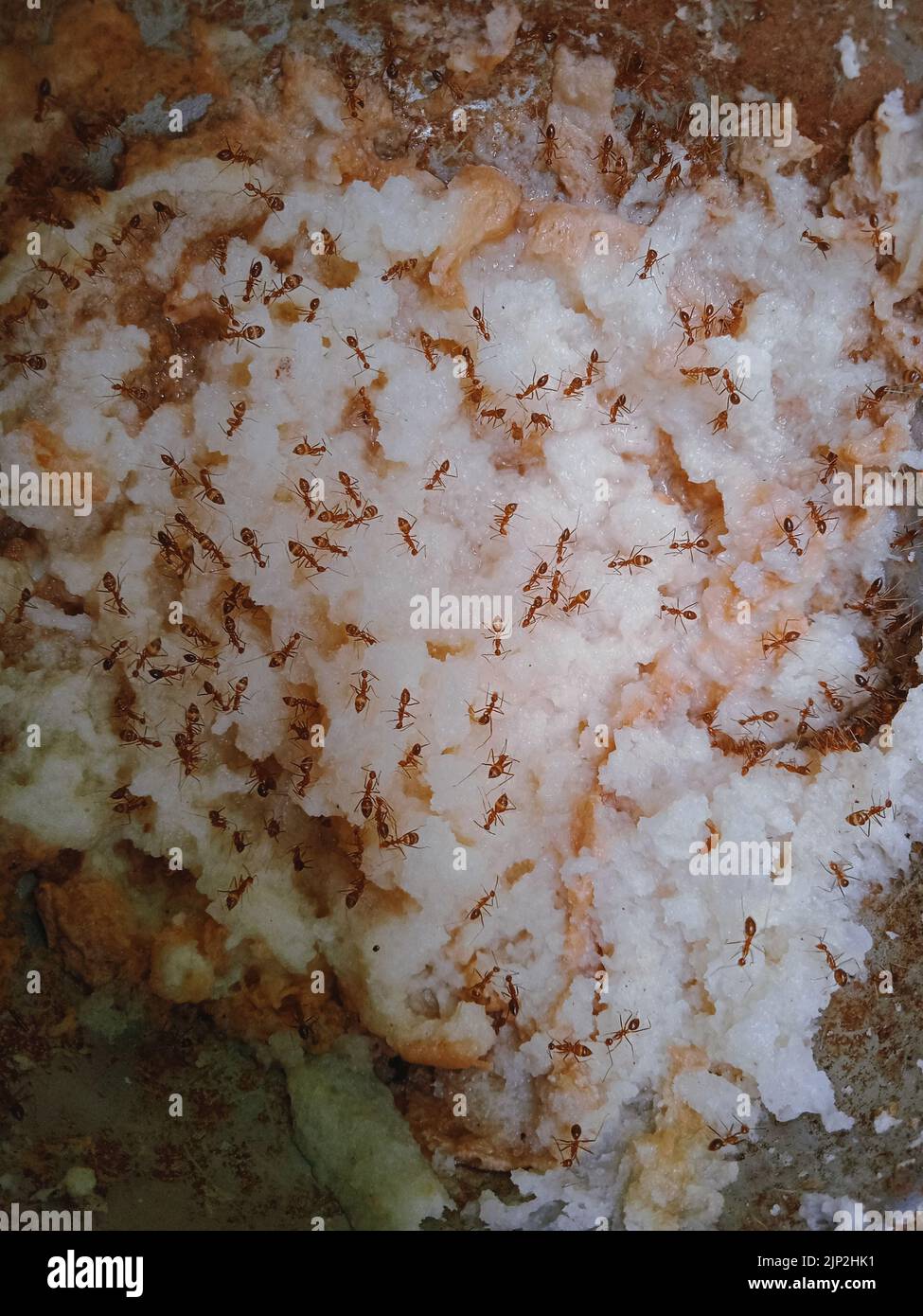 With ant eggs food hi-res stock photography and images - Alamy