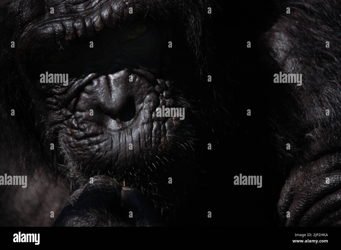 Chimpanzee close up face hi-res stock photography and images - Alamy