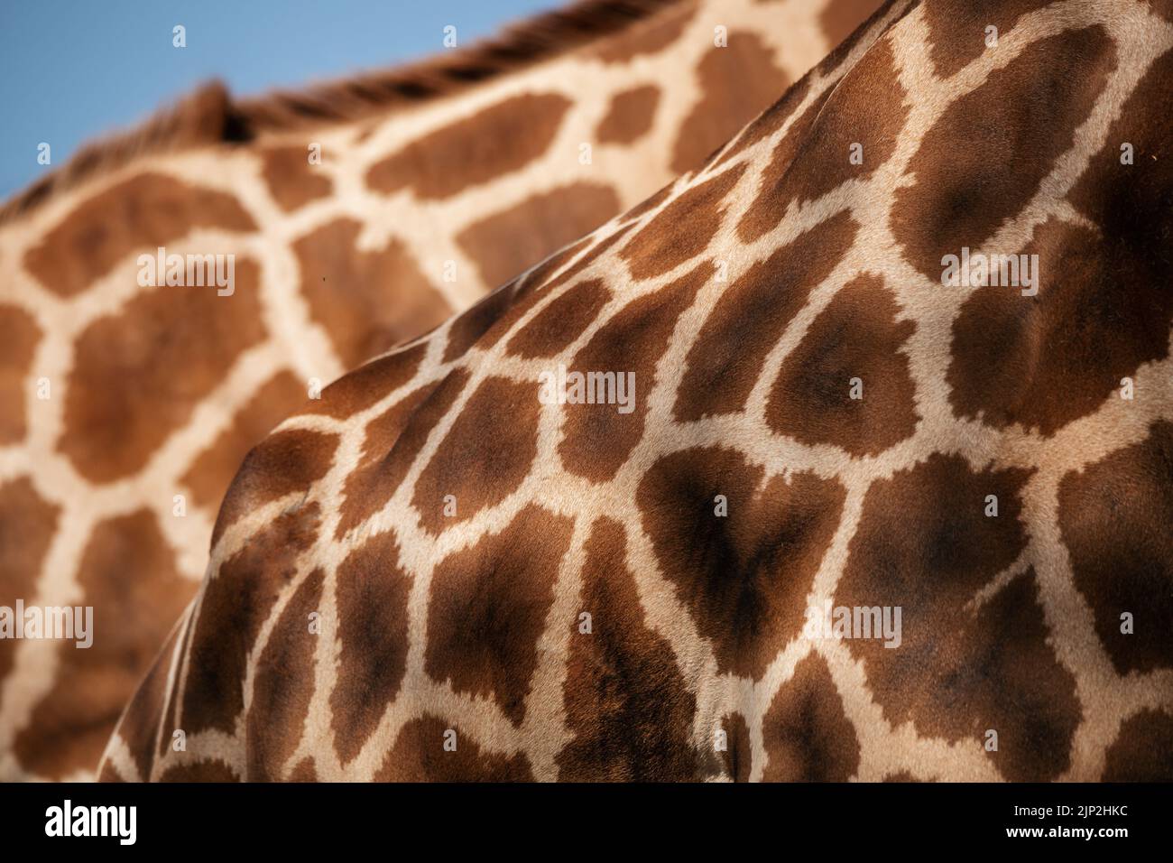 Skin of a giraffe Stock Photo - Alamy
