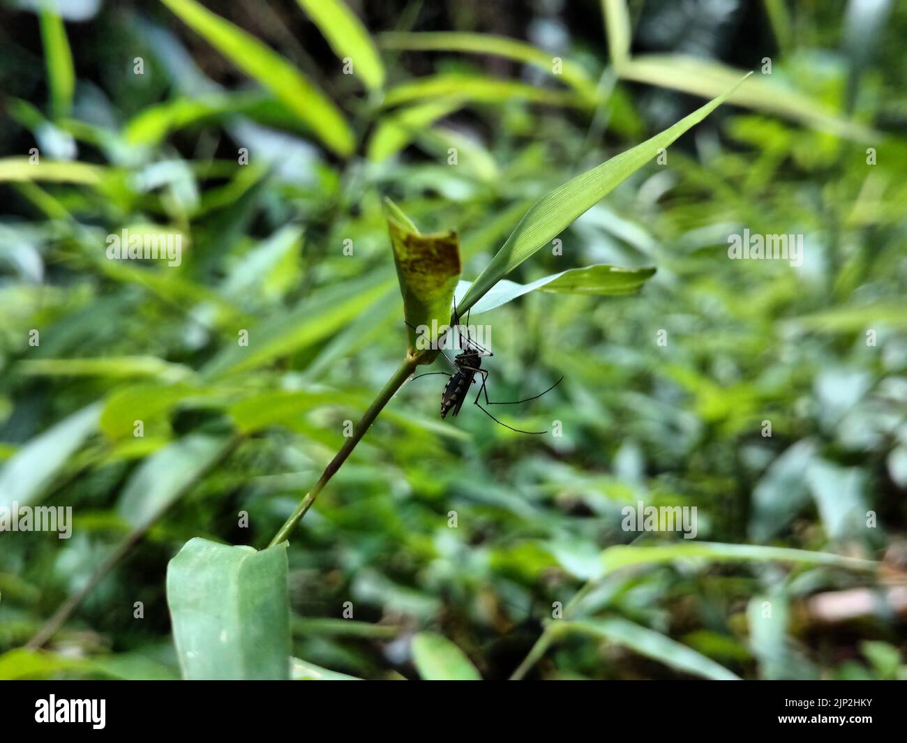 insect, mosquito, insects, mosquitos Stock Photo - Alamy