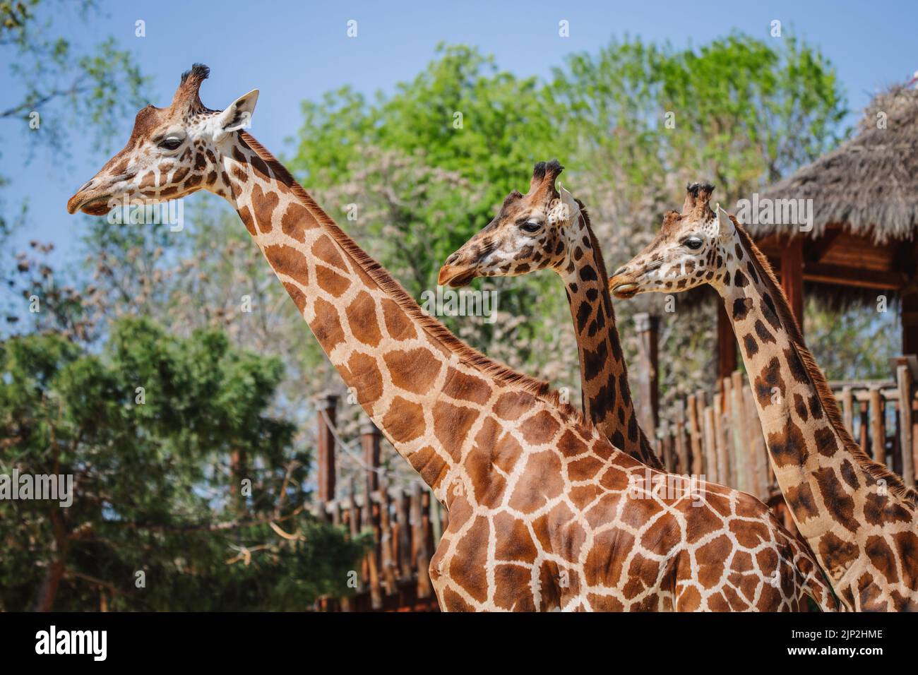 Beautiful face portrait of three adult african giraffes with grass ...