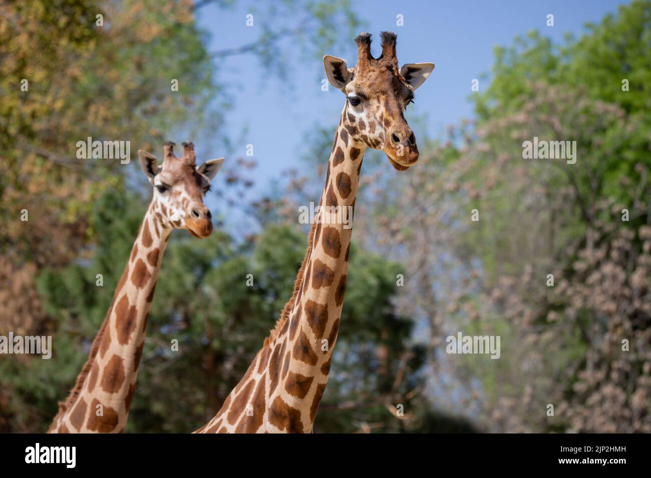 Beautiful face portrait of two adult african giraffes with grass ...