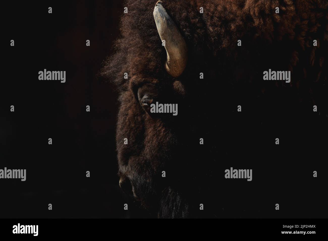 American bison bison bison face hi-res stock photography and images - Alamy