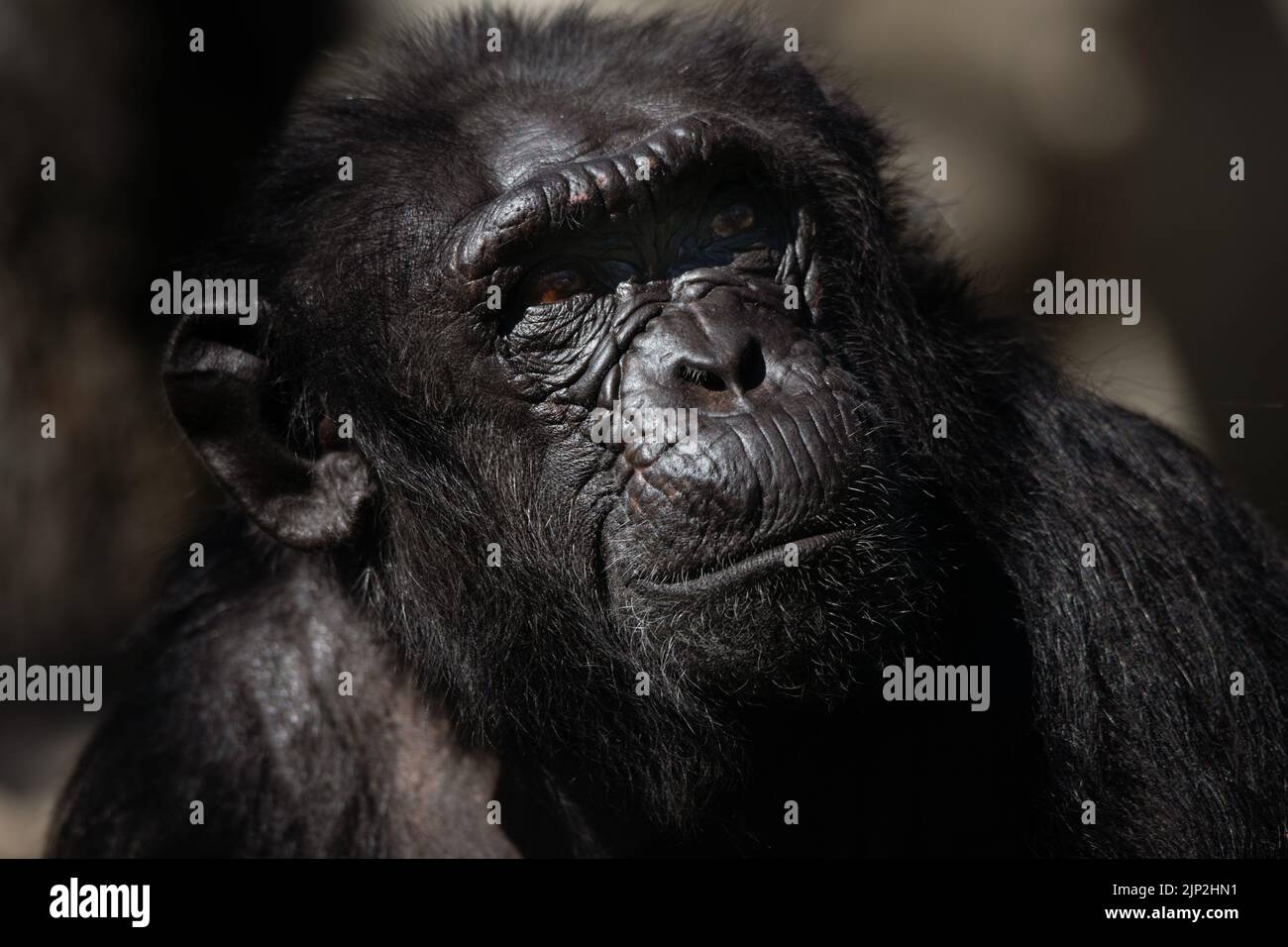 Chimpanzee nose hi-res stock photography and images - Alamy