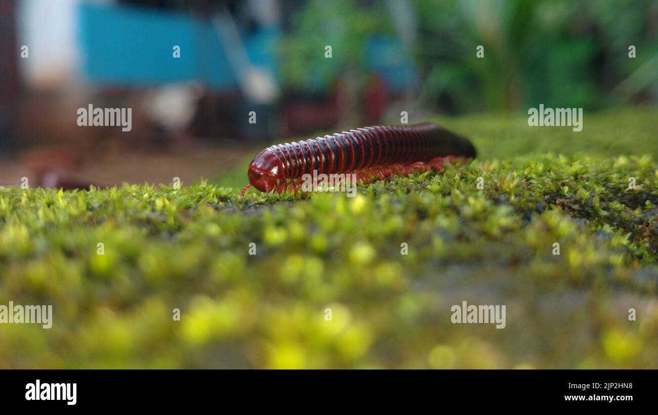 Millipedes life hi-res stock photography and images - Alamy