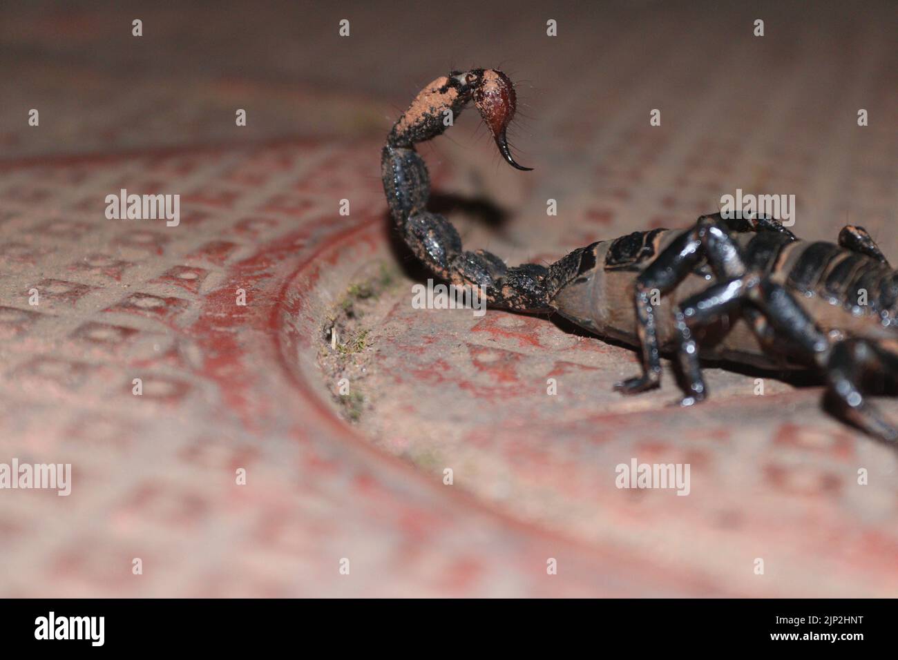 Scorpios hi-res stock photography and images - Alamy