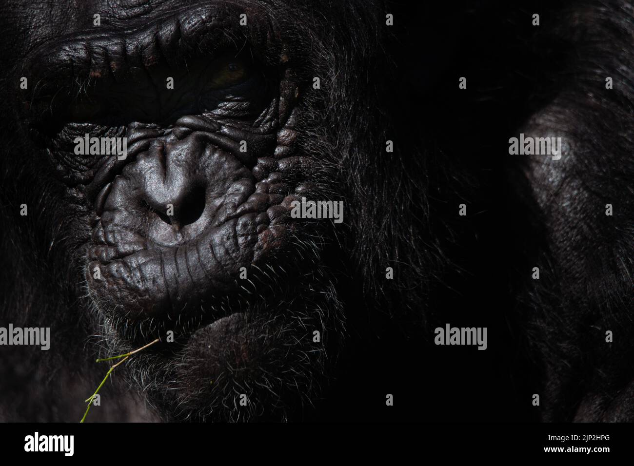 Powerful close up facial portrait of an adult chimpanzee eating in the ...