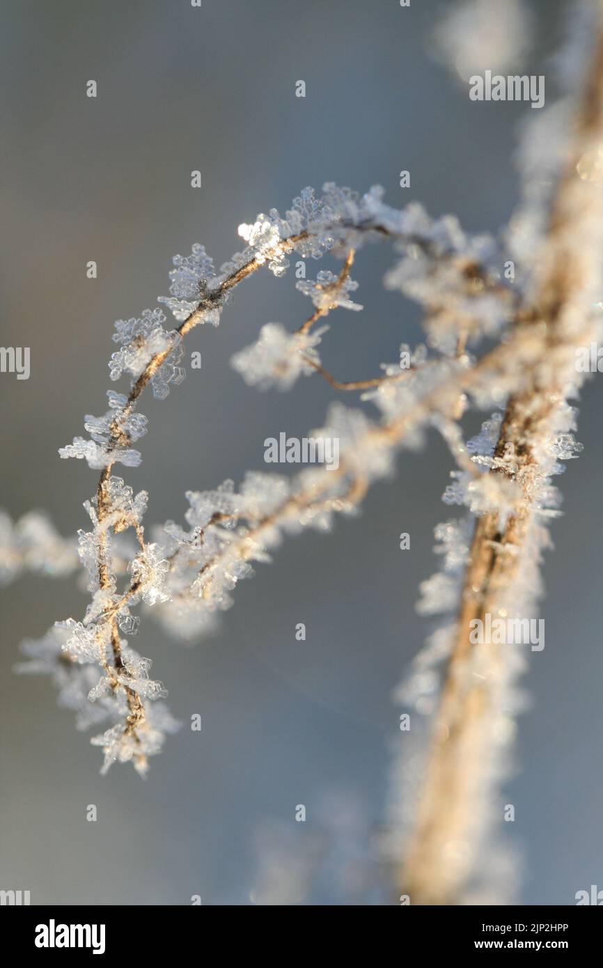 winter, frost, ice crystal, winters, frosts, ice crystals Stock Photo ...