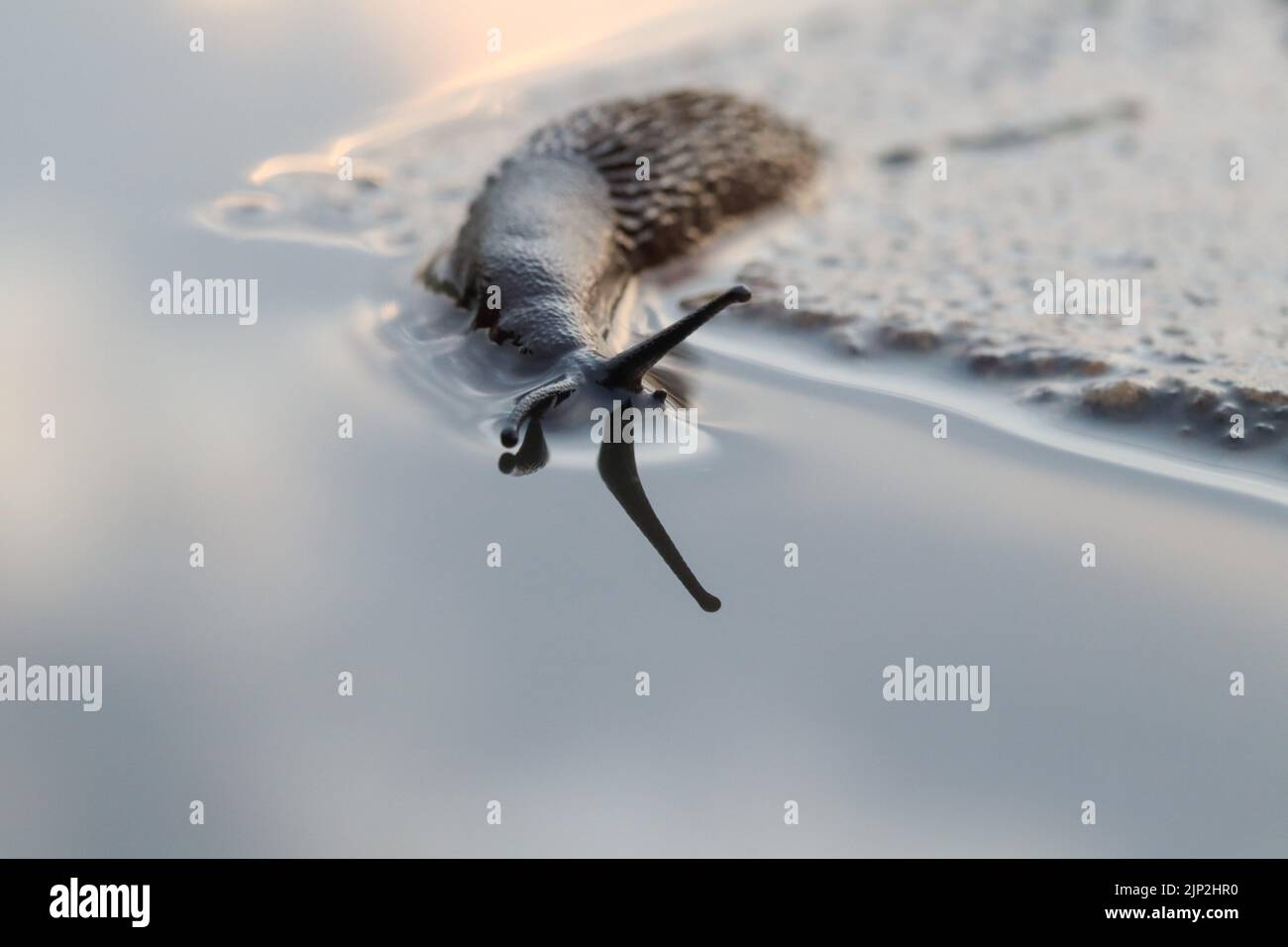 water, slug, slugs Stock Photo - Alamy