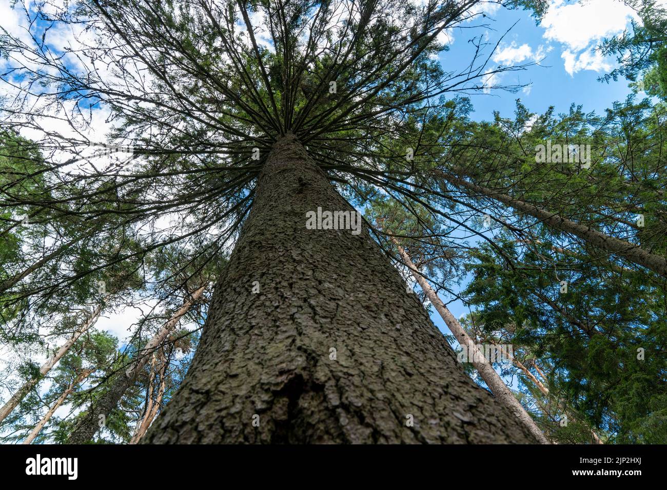 thick trunk of a large pine tree, stretching into the blue sky Stock ...