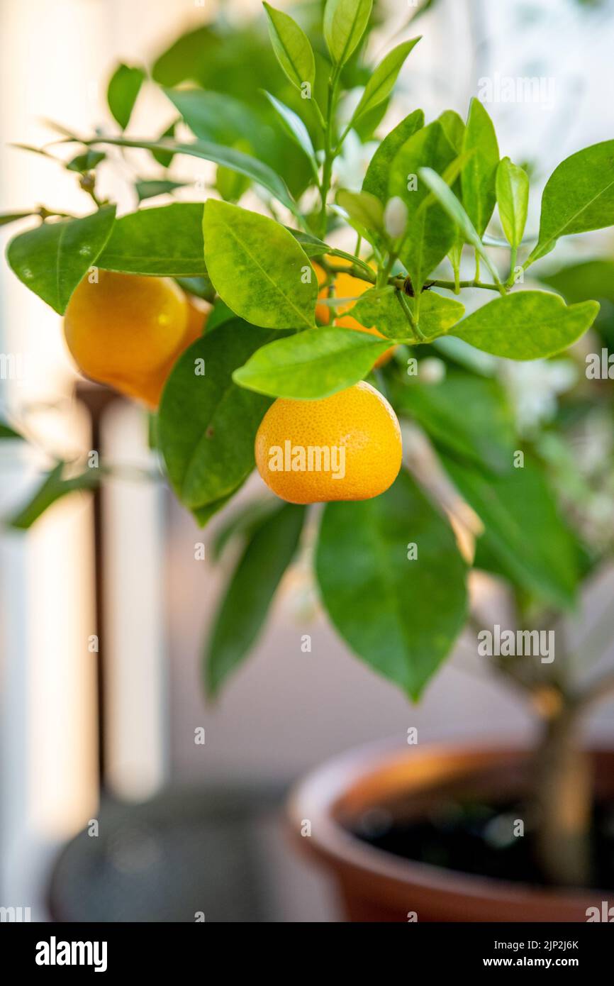 A vertical closeup of mandarin orange (Citrus reticulata) tree growing ...